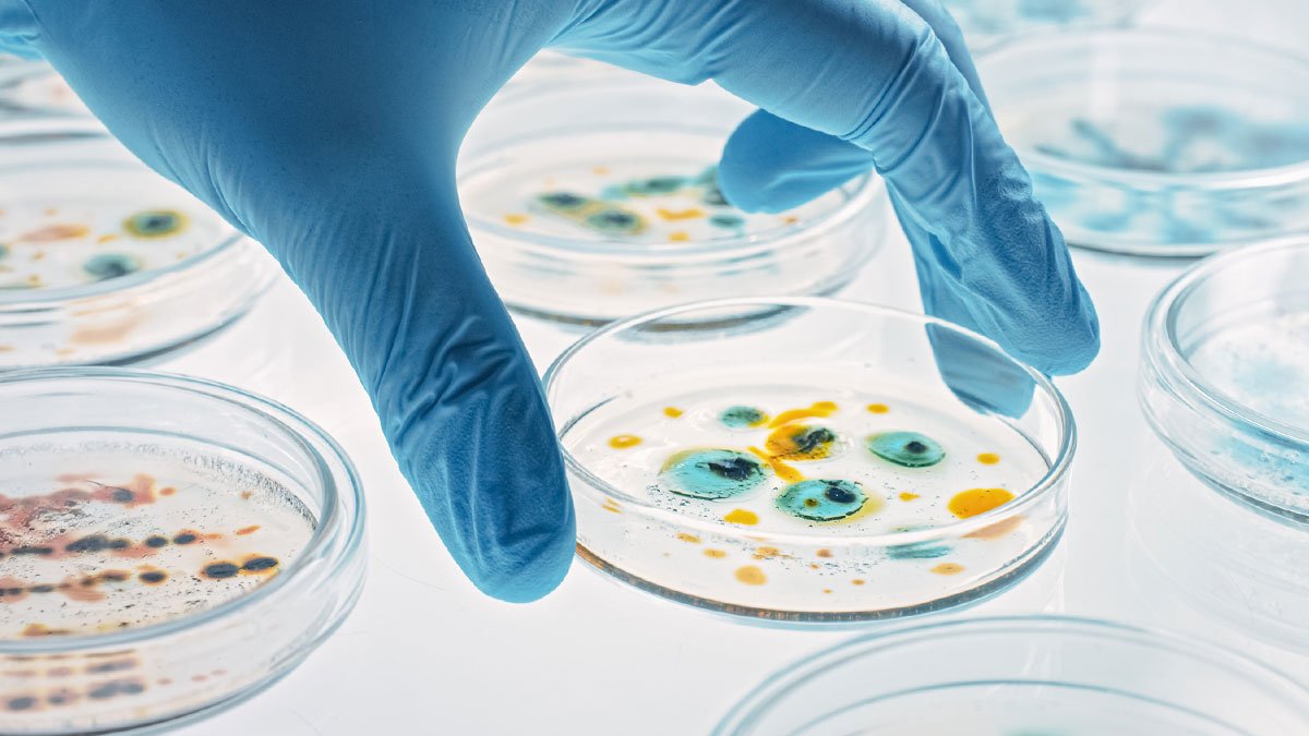 Infeções bacterianas foram a segunda causa de morte no mundo em 2019 ...